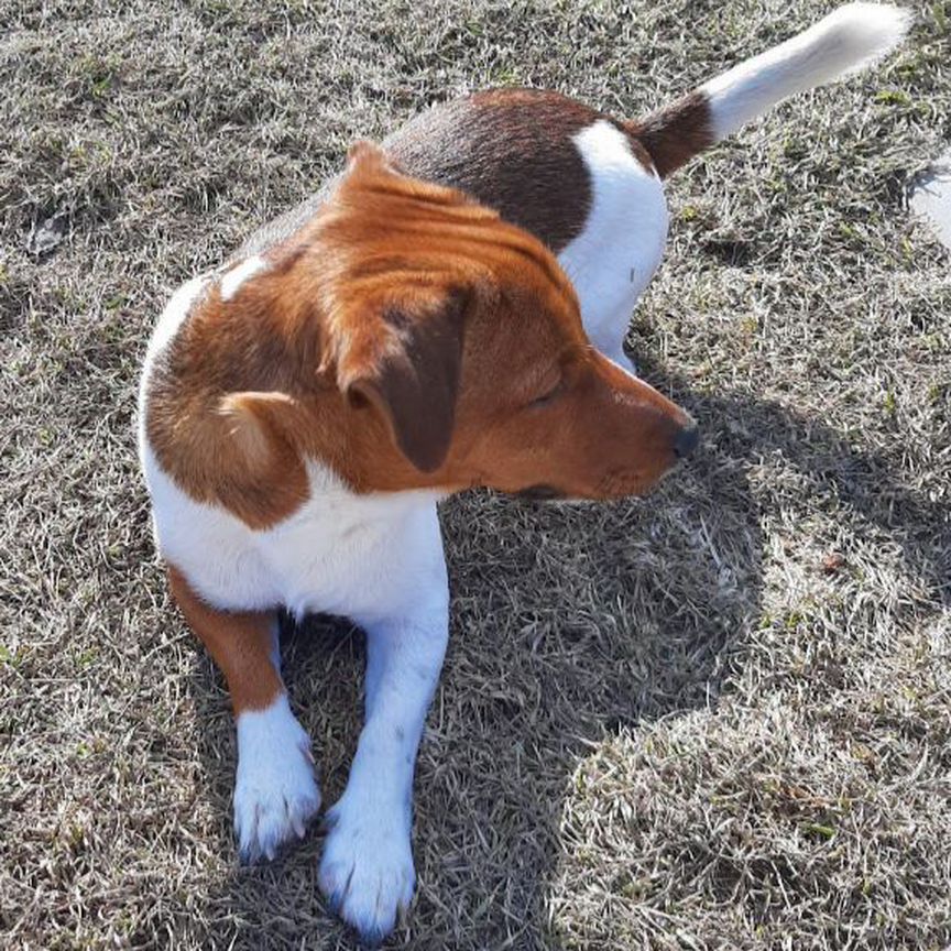 Отдам бесплатно Джек Рассел