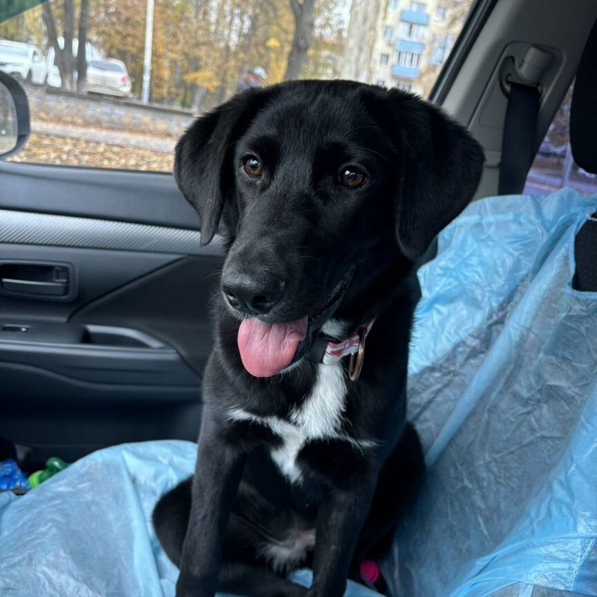 Щенок подросток в квартиру