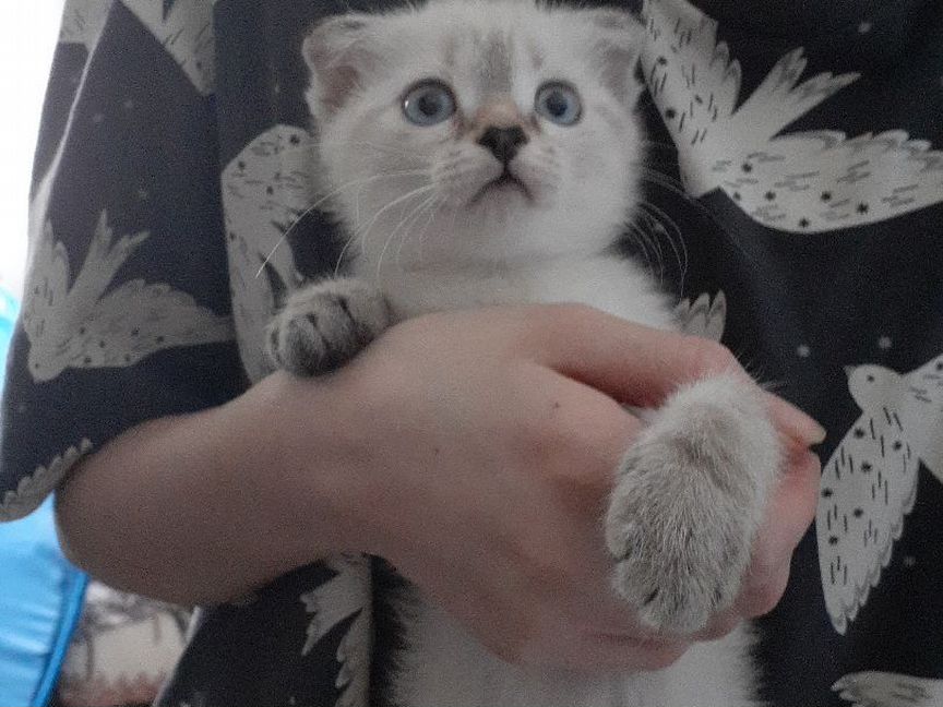 Кошка в добрые руки