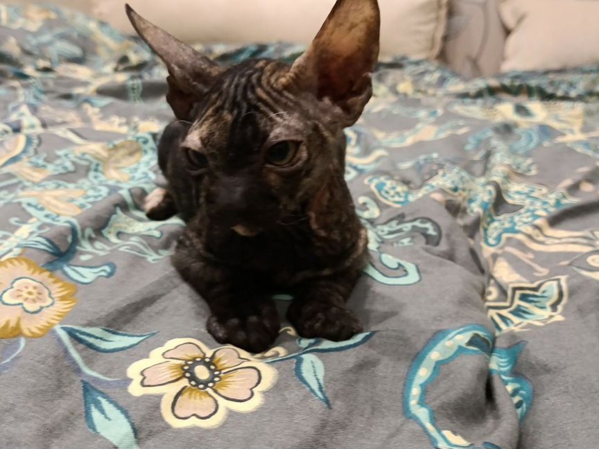 Донской сфинкс