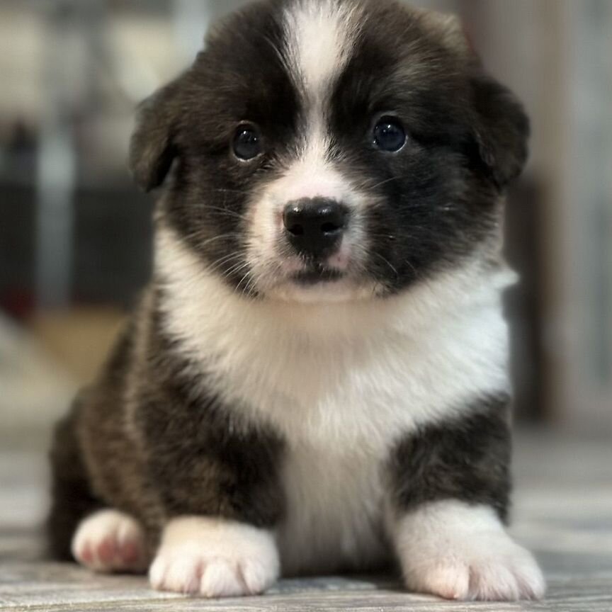 Вельш-корги щенки