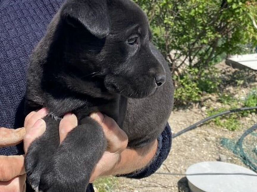 Собака в добрые руки(помесь с немецкой овчаркой)