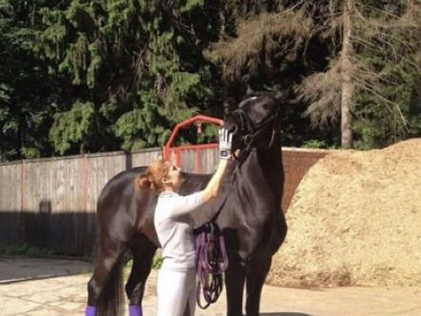 Папона для крупного коня