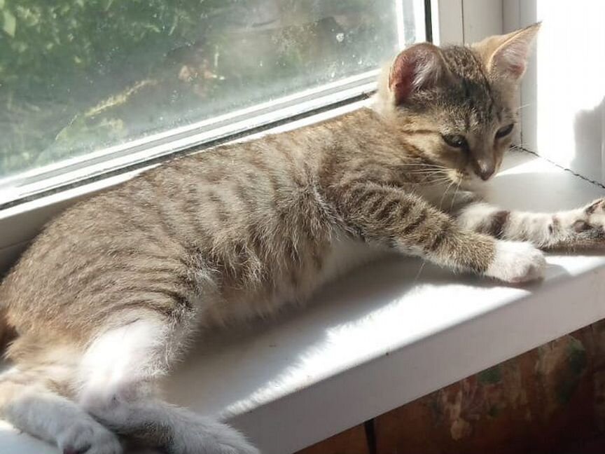 Котенок мальчик