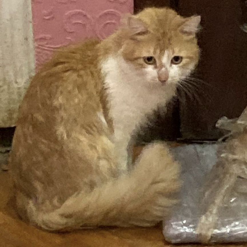 Домашний кот ищет добрые руки
