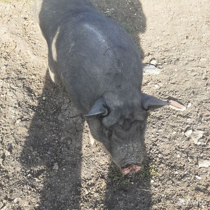 Вьетнамский хряк