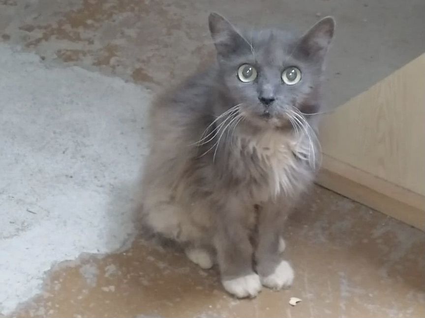 Кошка болеет нужна помощь