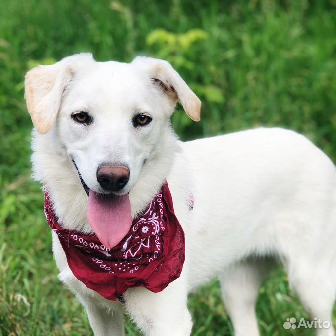 Нежная молоденькая собачка оказалась в приюте