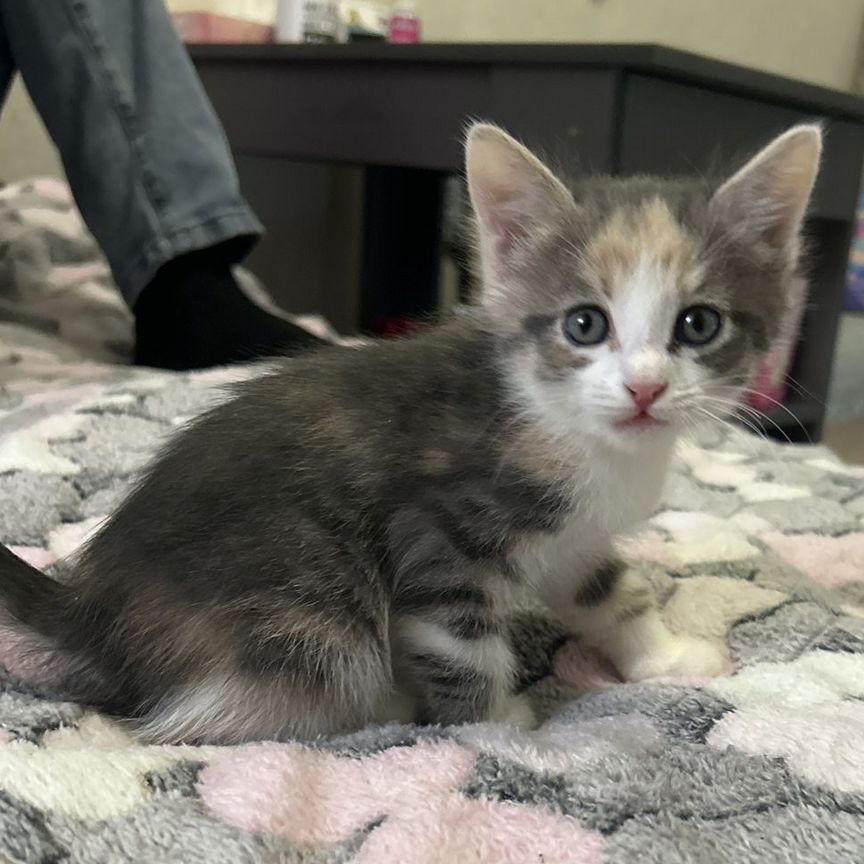 Котёнок в добрые руки