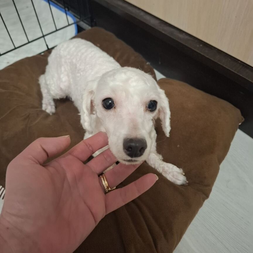 Девочка той пудель