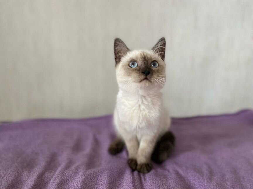 Котенок ищет семью