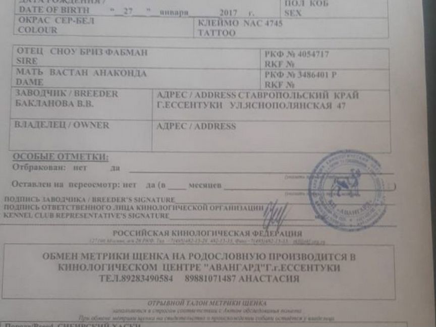 Отдам в хорошие руки собаку хаски