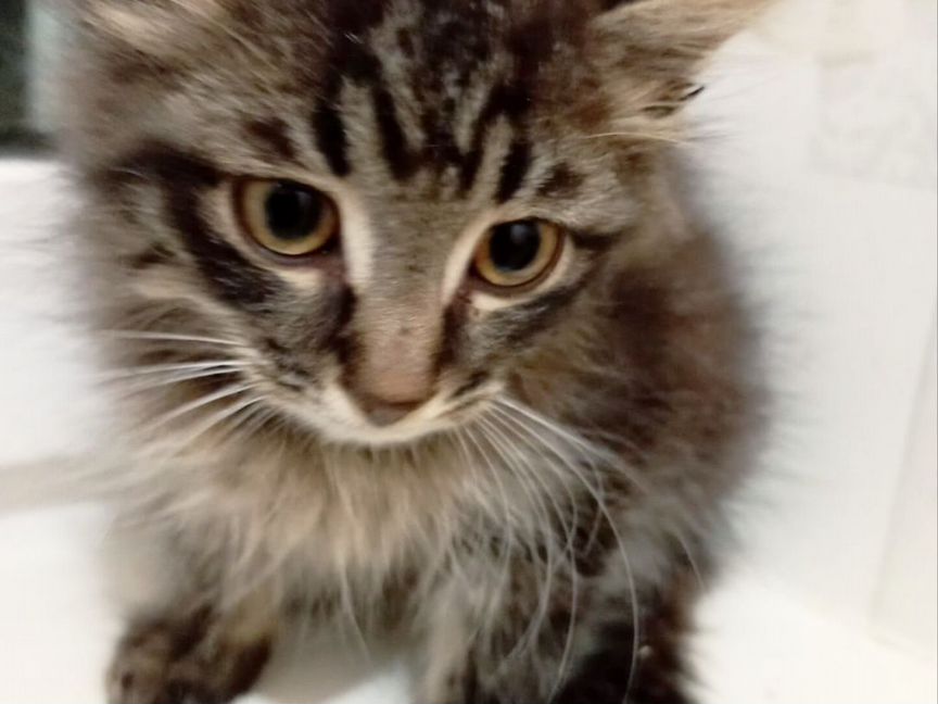 Сибирский котёнок, 1,5 мес в добрые руки