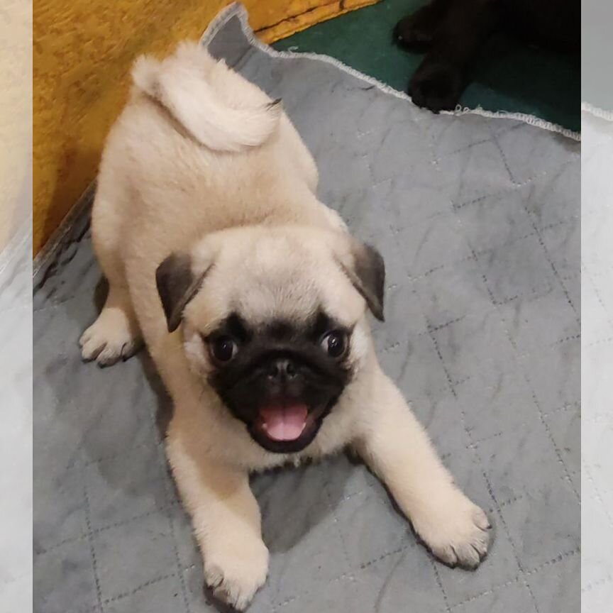 Мопс