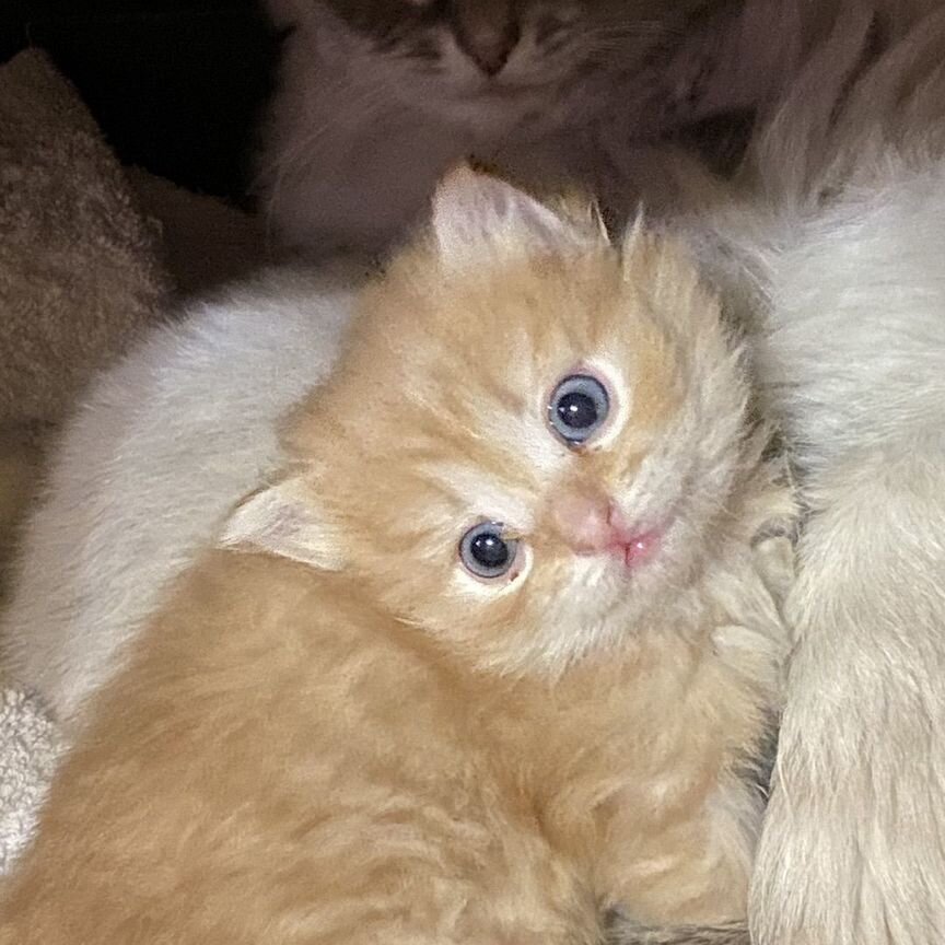 Отдаю котенка в хорошие руки