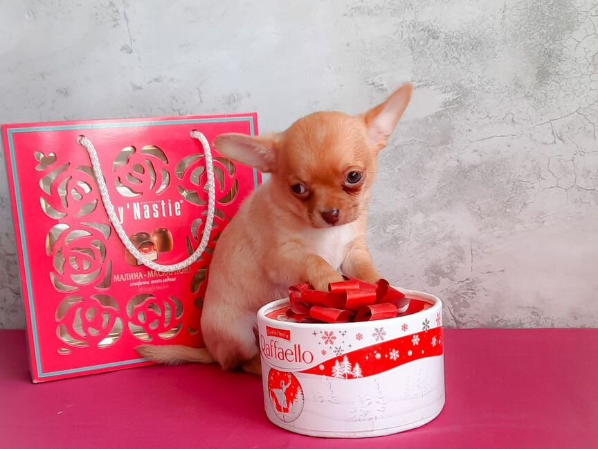 Славный мальчишка