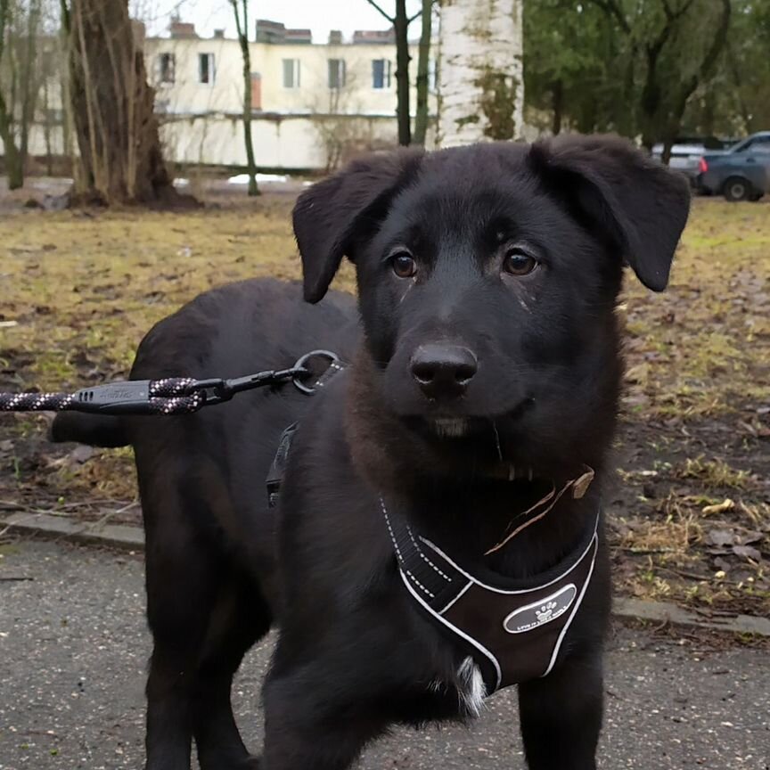 Крепкий щенок из приюта в добрые руки