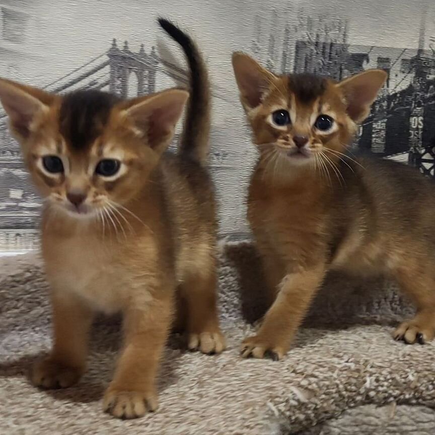 Абиссинский котёнок