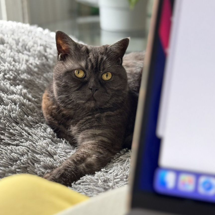 Шотландская прямоухая длинношёрстная кошка, взрослая