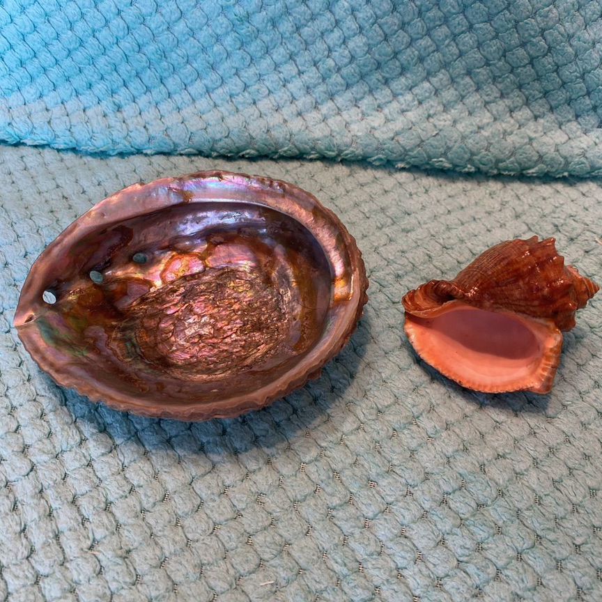 Морские ракушки раковины