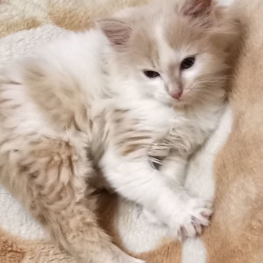 Отдам бесплатно в добрые руки котенка