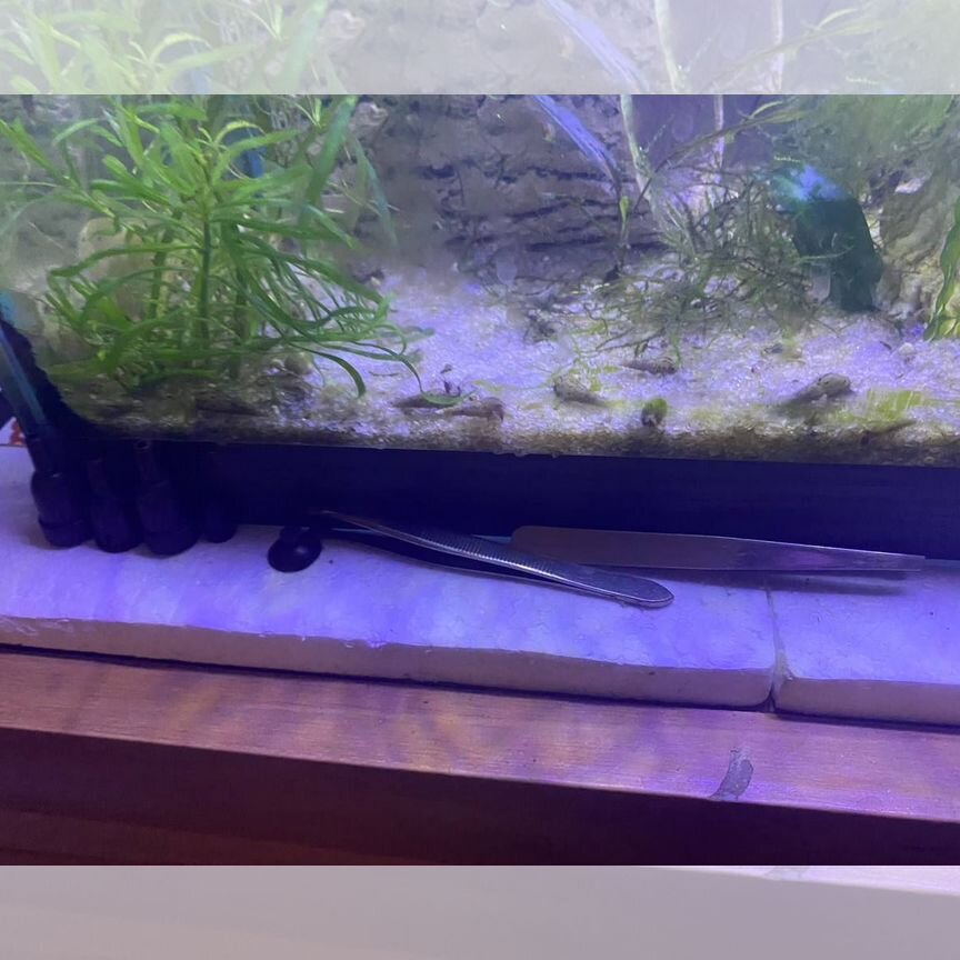 Улитки аквариумные ампулярии