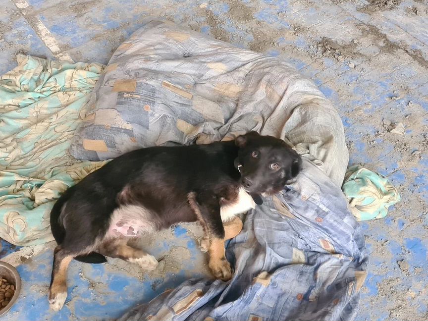Собака в добрые руки отдам бесплатно