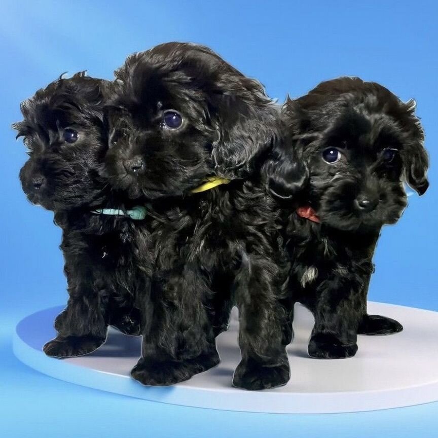 Мальтипу, щенок