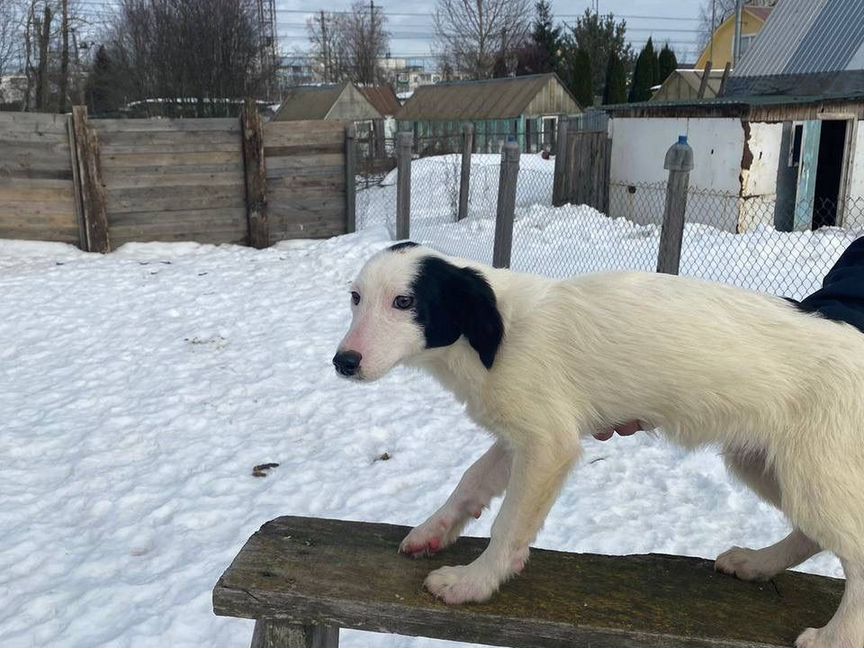 Щенок ласковый и спокойный ищет семью