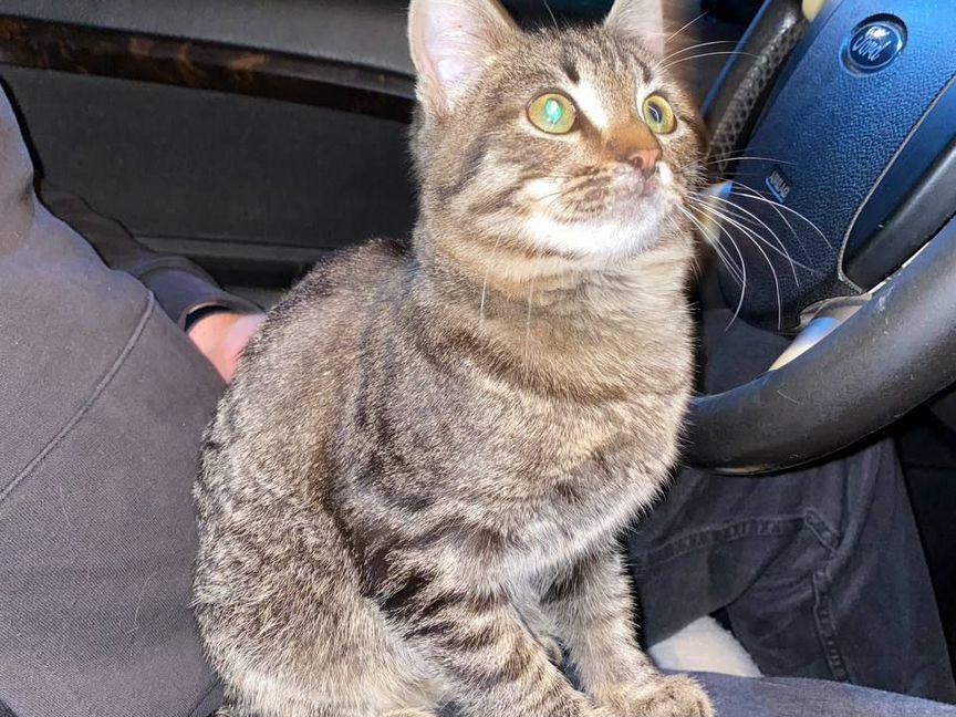 Котик для любви