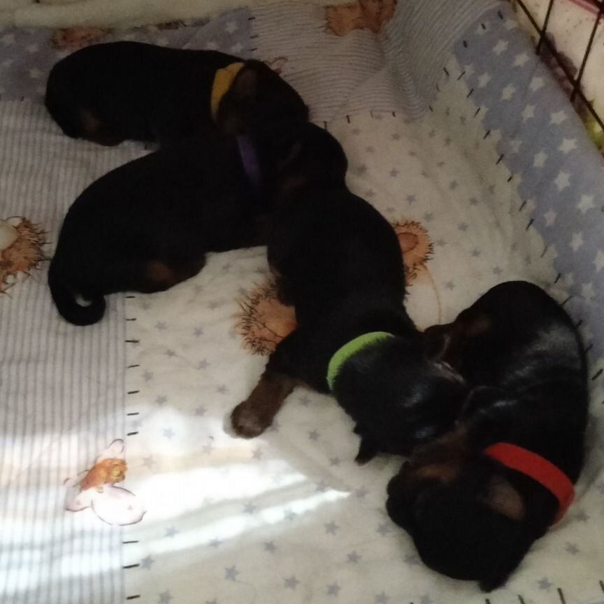 Йоркширский терьер, щенок