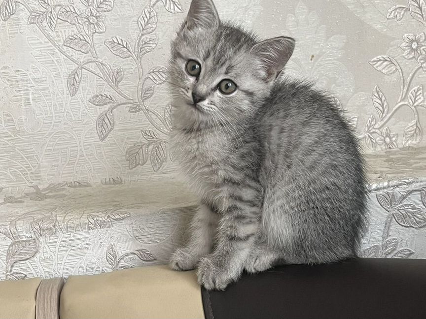 Котенок