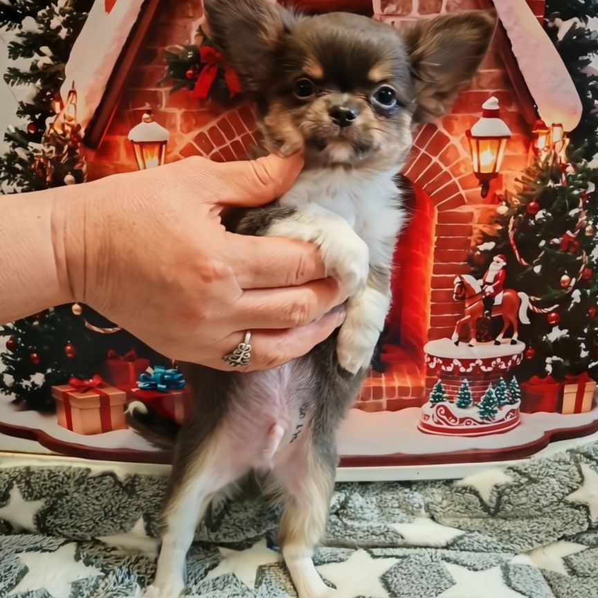 Чихуахуа, щенок