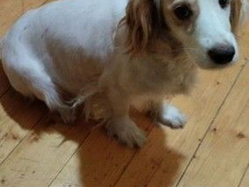 Русский спаниель смесь