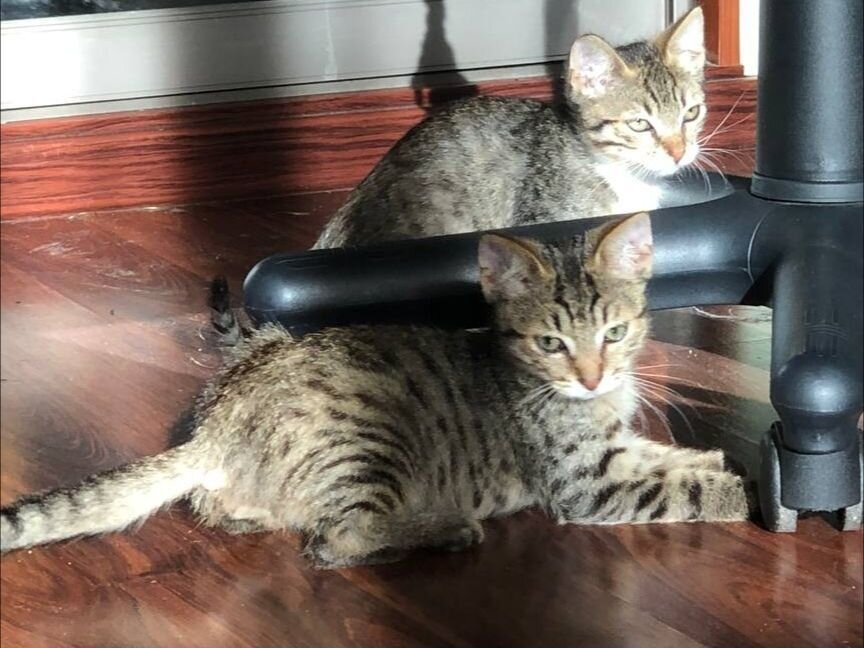 Котята в добрые руки