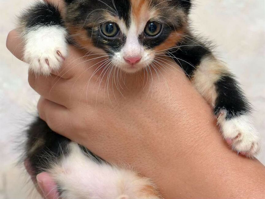 Котенок в дар