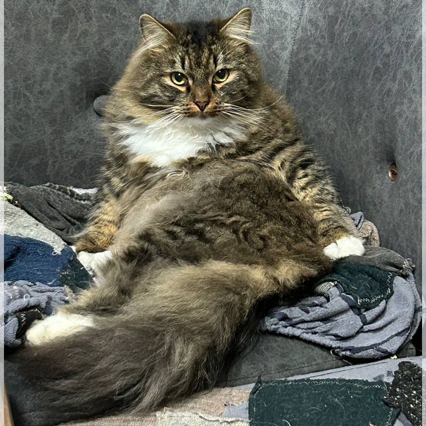 Сибирский, взрослый кот