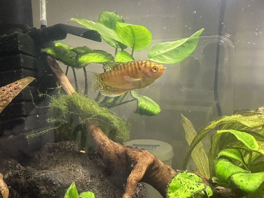 Гурами золотой