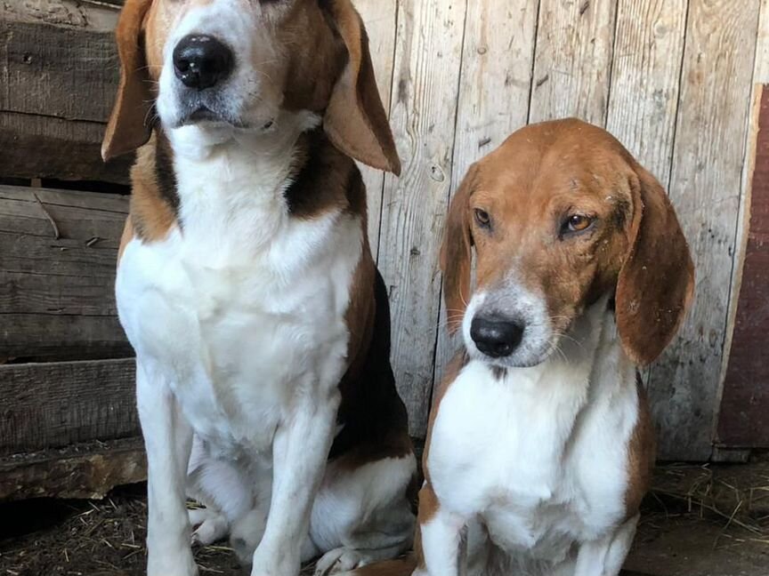 Эстонская гончая щенки