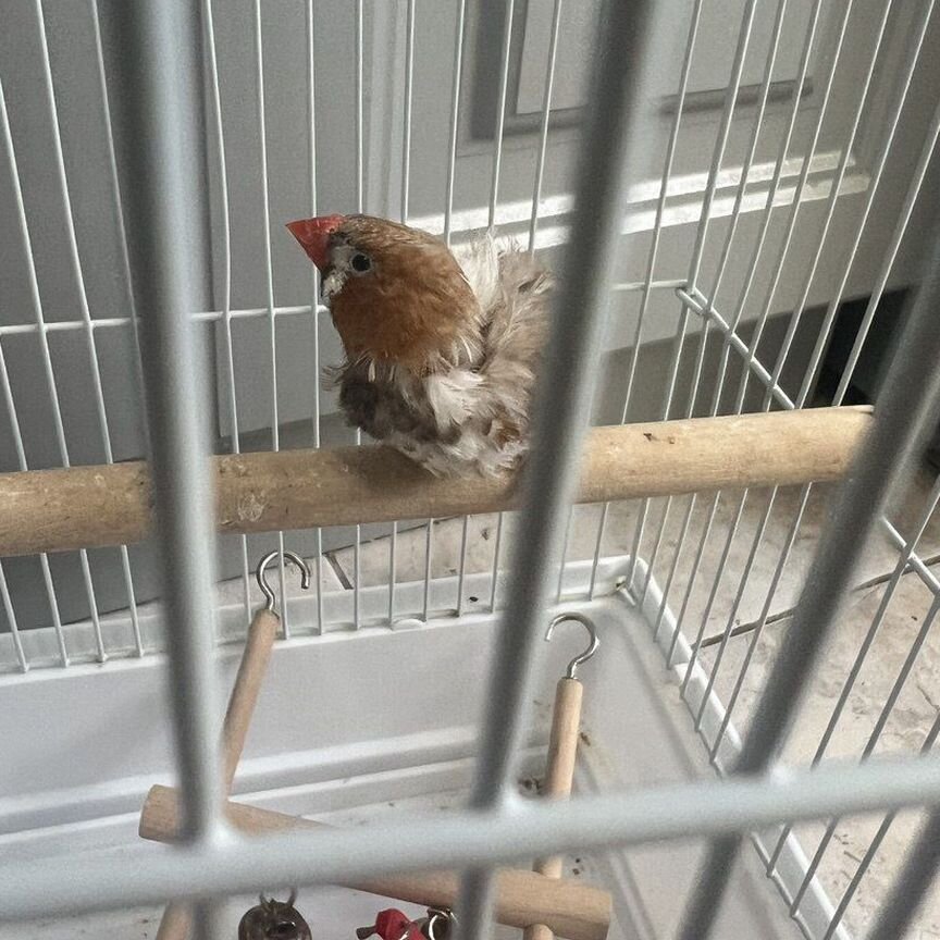 Зебровый амадин