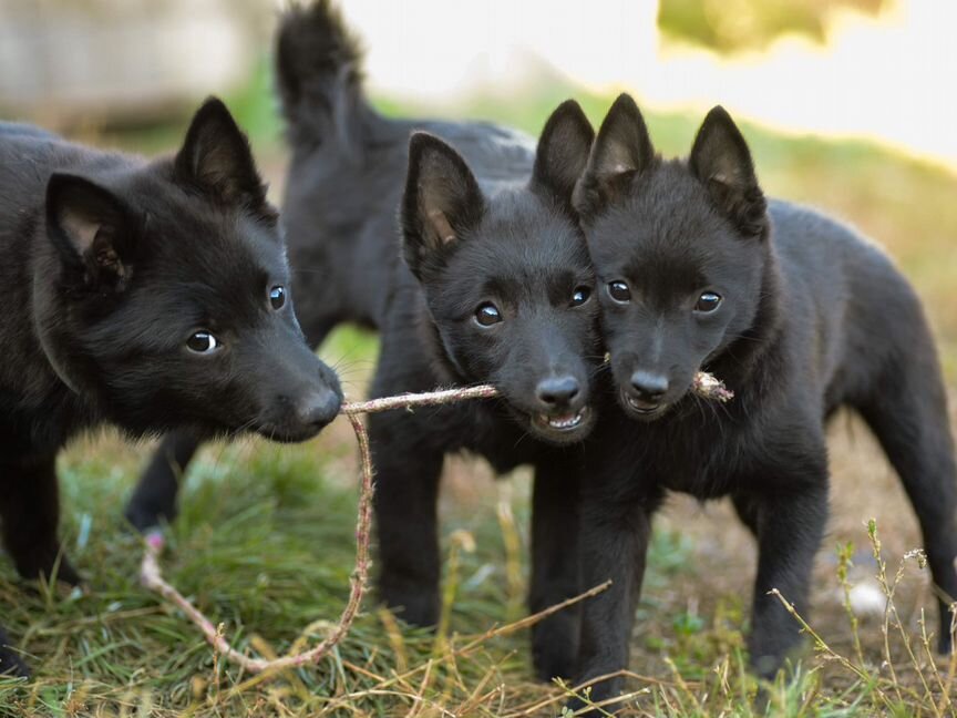 Щенки схипперке