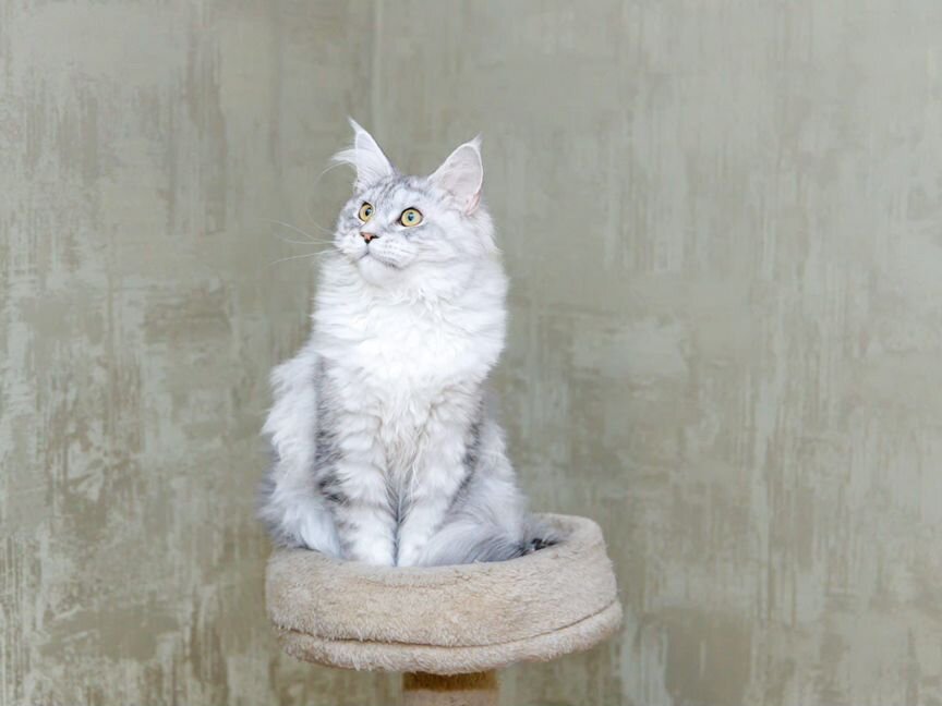 Котенок мейн-кун шейдед as 11