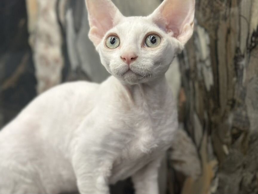 Замурчательный шикарный кот