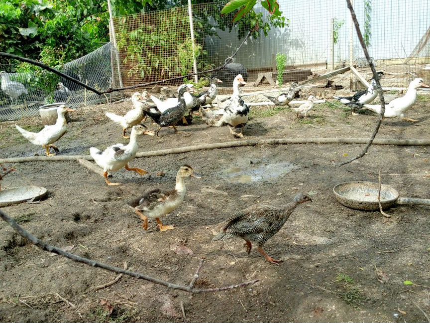 Мускусные утки, цесарки