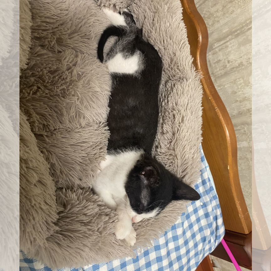 Донской сфинкс котёнок