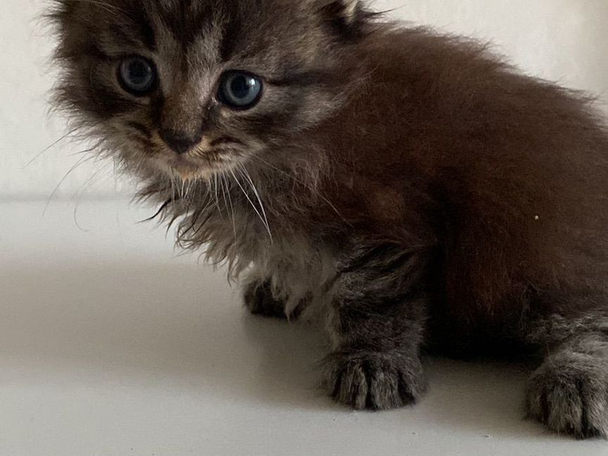 Британские котята