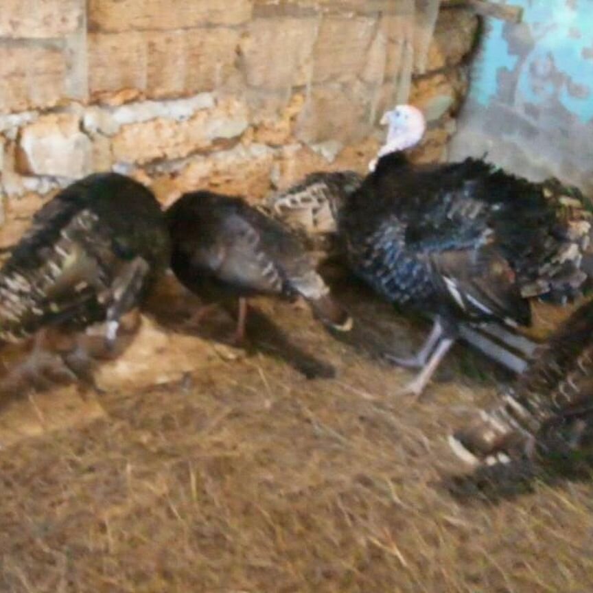 Индюки домашние