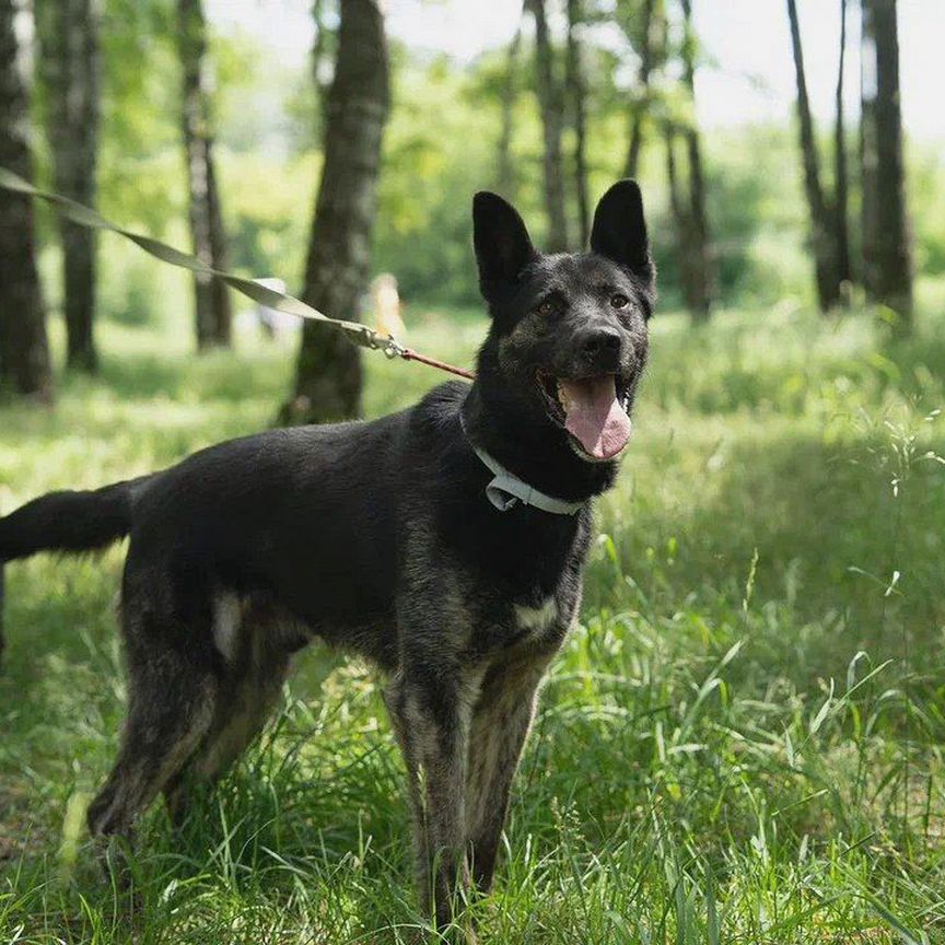 Энергичному Чарли тесно в клетке