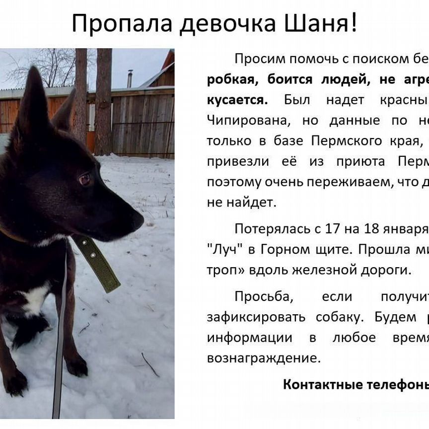 Потерялась собака Шаня