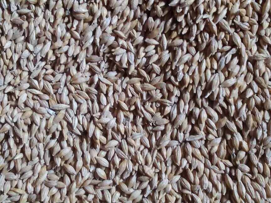 Зерно пшеница ячмень просо